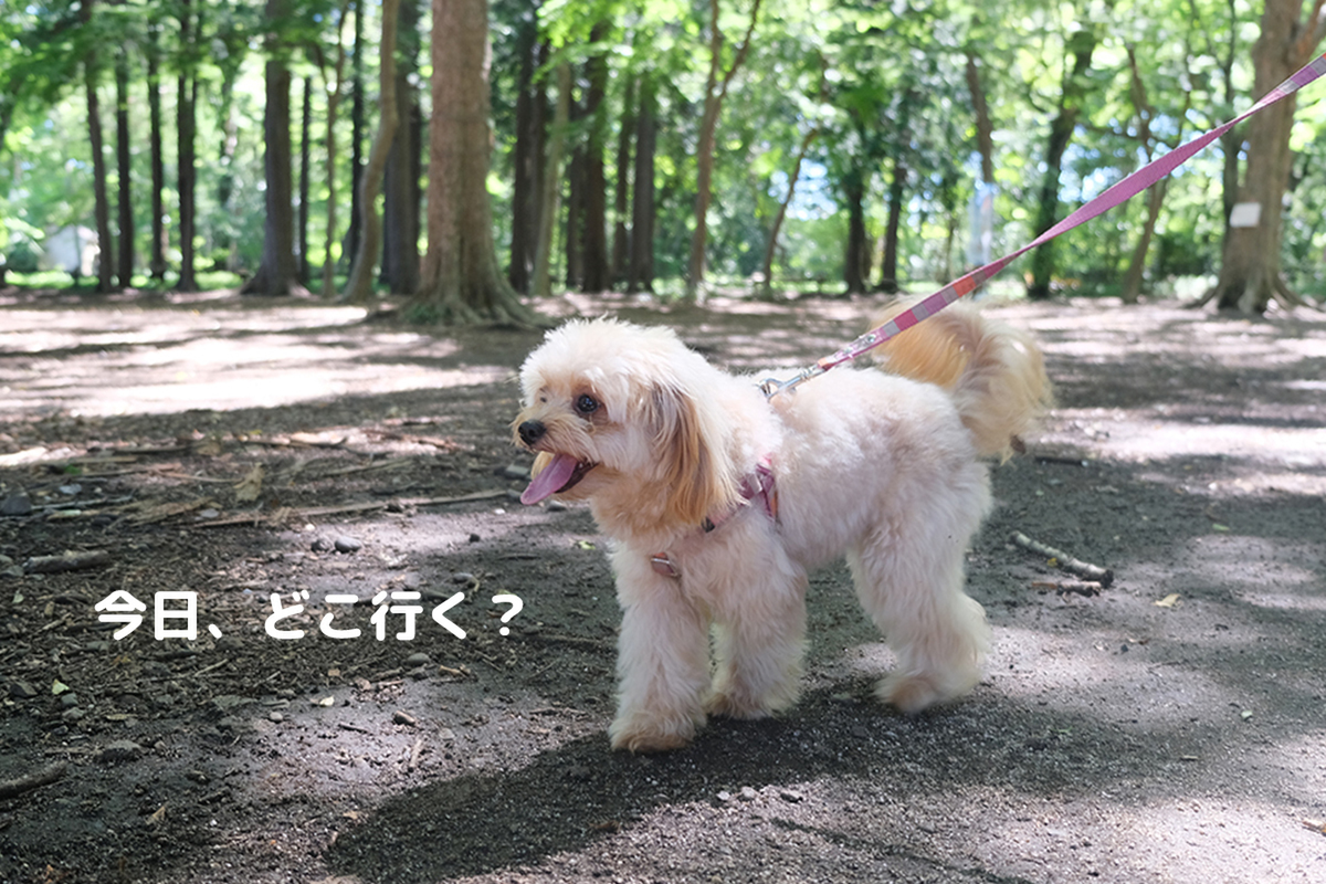 ASCII.jp：犬と一緒に食事できるカフェはどこ？ 「ワンパス」ですぐに発見できました (1/4)