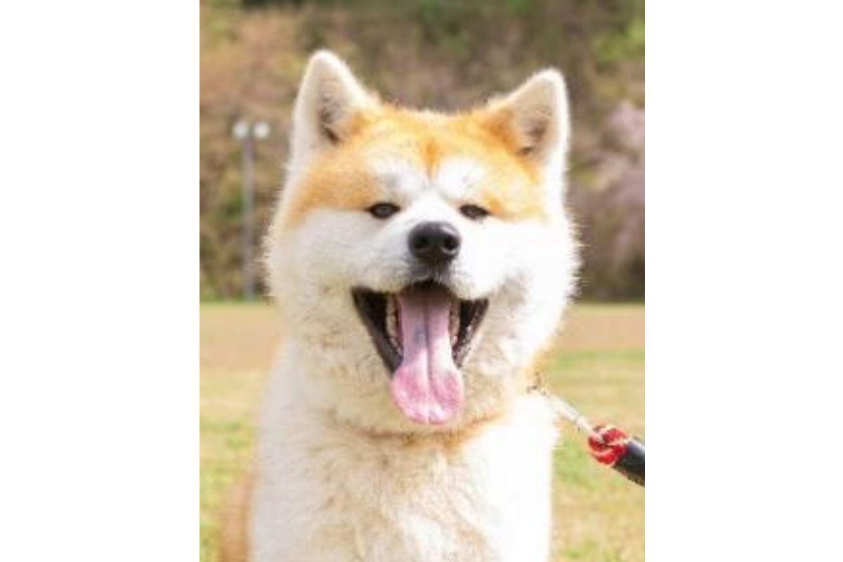 ASCII.jp：JR東、もふもふ秋田犬“マサくん”乗車の観光列車